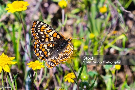 Close Up Of Bay Checkerspot Butterfly Classified As A Federally