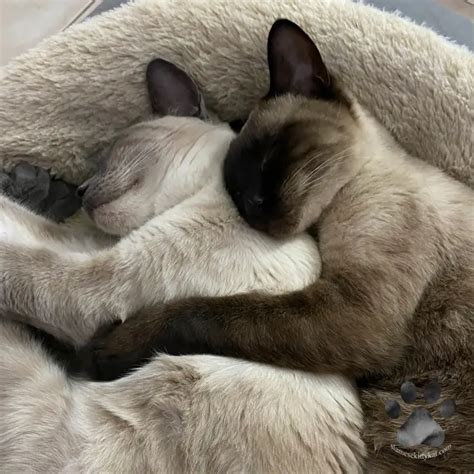 Do Siamese Cats Like To Cuddle A Complete Guide