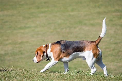 Chien Beagle Mâle Ou Femelle Quelles Différences Comment Choisir