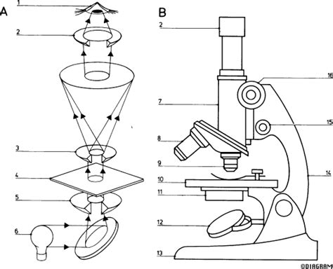 Microscope Drawing Template At Getdrawings Free Download