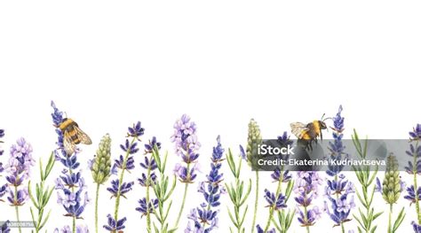수채화 식물 그림입니다 보라색 라벤더 야생화와 땅벌이 있는 매끄러운 배너 향기로운 필드 허브 꽃다발입니다 흰색 배경에 고립된 손으로 그렸다 화장품 포장 디자인용 수채화에