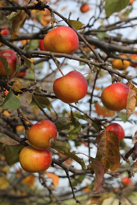 사과 나무 과수원 Pixabay의 무료 사진 Pixabay