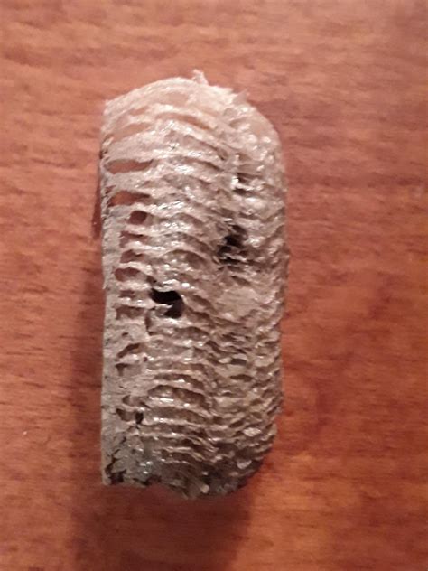 Bug Structure Hymenoptera R Entomology