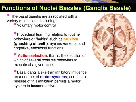 Ppt Basal Nuclei Ganglia Powerpoint Presentation Free Download