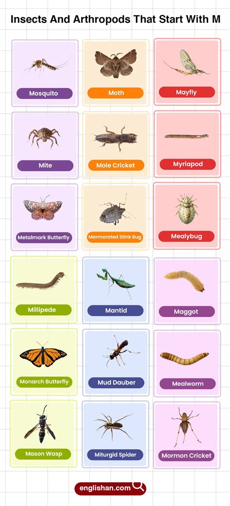 Insects And Arthropods That Start With M Full 21 Words List