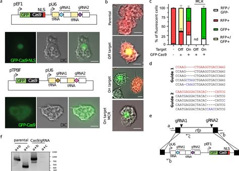 Cas9 Gfp Nls Selling Discounts Brunofugaadvbr