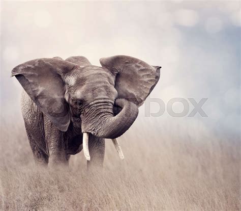 African Elephant In The Grassland Stock Image Colourbox