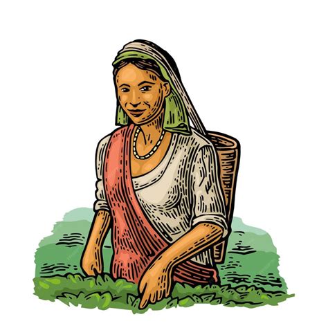 Premium Vector Female Tea Pickers Harvesting Leaves Hand Drawn Sketch