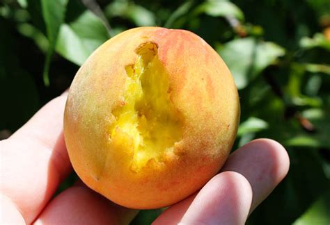 Millions Of Peaches The Ranchette