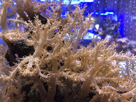 This Super Green Kenya Tree From Reefkoi Is The Bomb Reef Builders