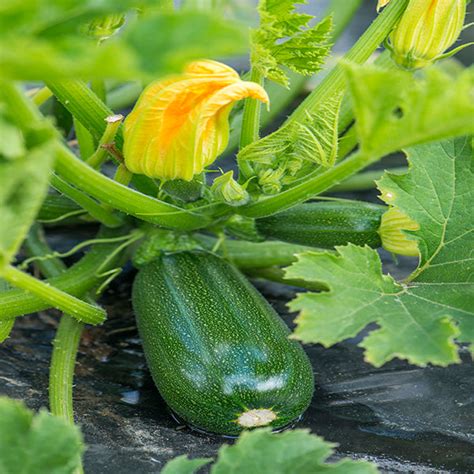 Courgette Green Griller F1 Seeds Quality Seeds From Sow Seeds Ltd