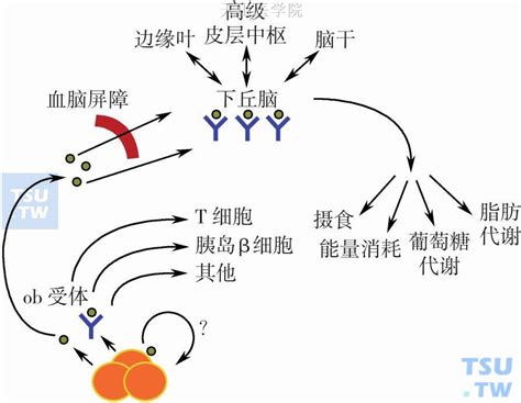 【附图】瘦素与能量调节肿瘤恶液质 天山医学院