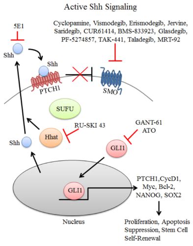 Tumour Suppressor Genes Flashcards Quizlet