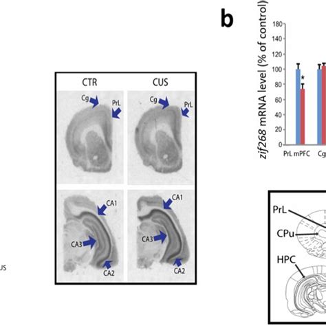 Adapted Racines Scale For Pentylenetetrazole Ptz In Duced Seizure