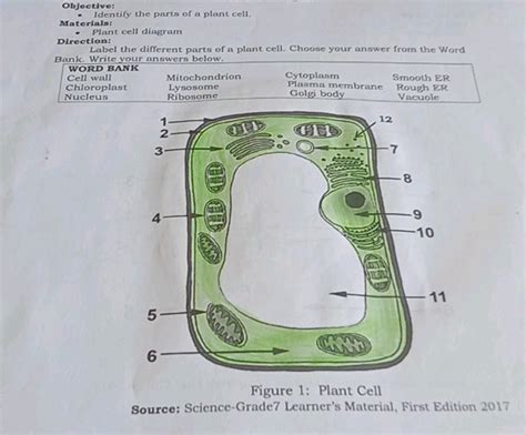 Objective Identify The Parts Of A Plant Cell StudyX