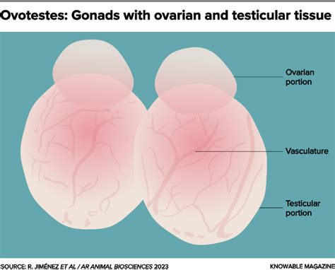Intersexuality And Genetics Of The Iberian Mole Knowable Magazine