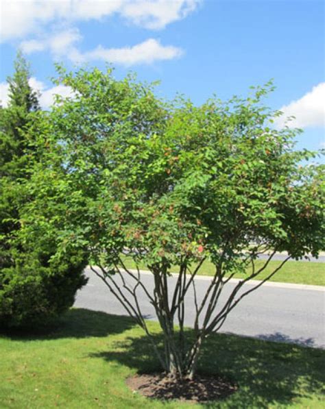 Serviceberry Multi Stem Harrisonburg Landscaping Grass Roots