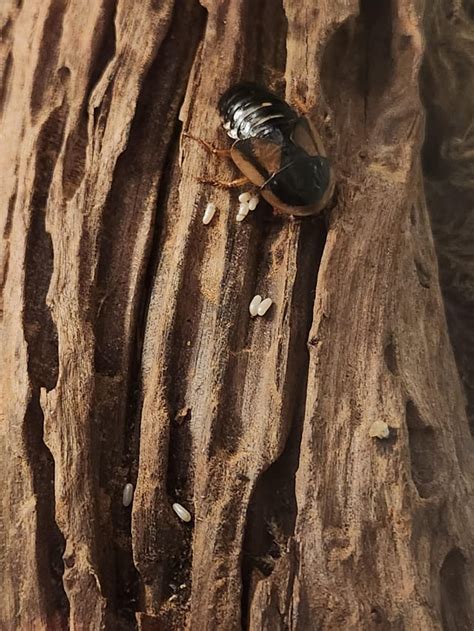 Random White Eggs On My Hissing Roach Tank Rroaches