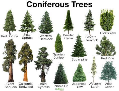 Coniferous Trees Majestic Evergreens That Define Our Ecosystems