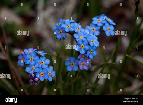The Alpine Forget Me Not Alaskas State Flower Thrives In Denali
