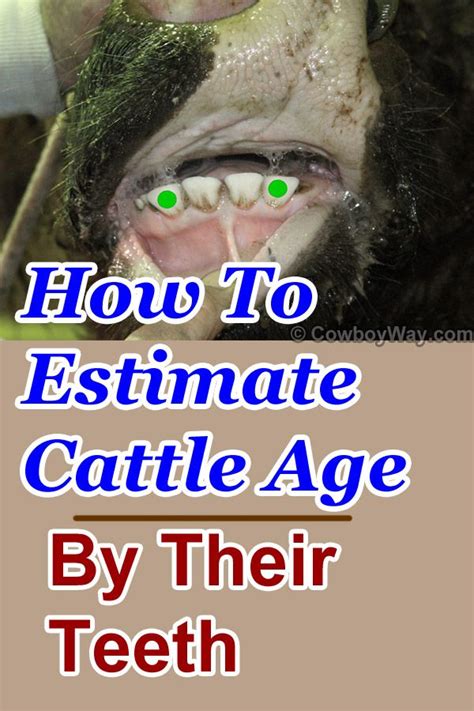 Cattle Teeth Chart