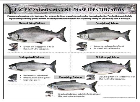 Coho Salmon Identification