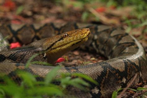 Reticulated Python Care Sheet