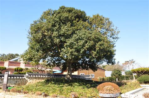 나주 상방리 호랑가시나무 임진왜란 후 심은 가장 큰 호랑가시나무