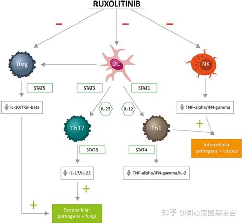 JAK抑制剂芦可替尼的独白 知乎