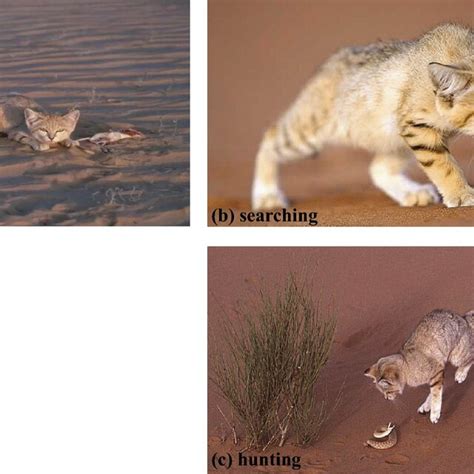 Pdf Sand Cat Swarm Optimization A Nature Inspired Algorithm To Solve Global Optimization Problems