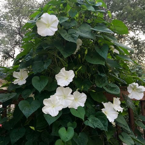 Moonflower Tall Night Flowering White Ipomoea Alba White Tropica