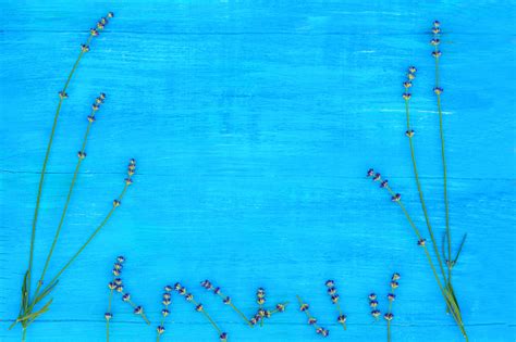 파란색 나무 배경에 라벤더 꽃 공간을 복사합니다 선택적 초점 0명에 대한 스톡 사진 및 기타 이미지 0명 꽃 나무 꽃 식물 Istock