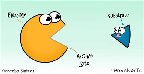 【酶库】酶（enzyme）是什么？上千种蛋白酶库别溜走！ 每日生物评论