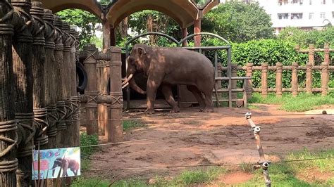 Elephants Of Saigon Vietnam Free Sex Video Redtube