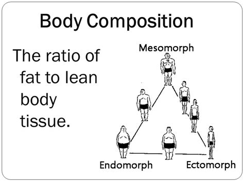 The Ratio Of Body Fat To Lean Body Tissue