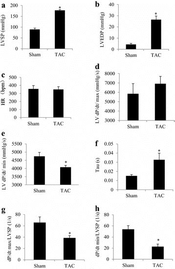 Diastolic Dysfunction Appears In The Early Phase Of Pressure Overload