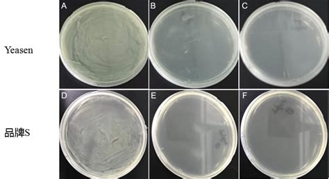 大肠杆菌平板大肠杆菌平板图片大山谷图库