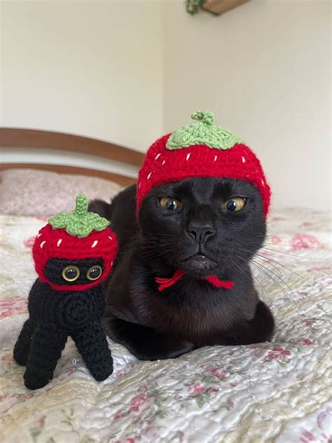 заказчик доволен Cats котэ прикольные картинки с кошками смешные картинки и другие