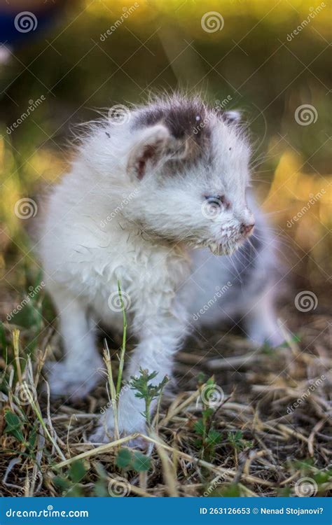 Portrait Of Small Cat Pet Stock Image Image Of Small 263126653