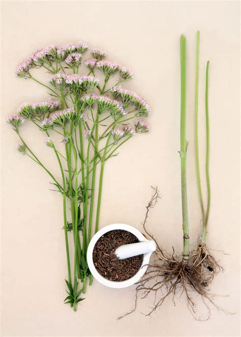 Valerian Root Plant Herb Valeriana Officinalis Sow Exotic