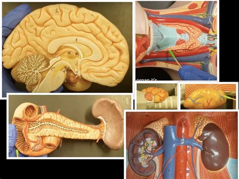 Endocrine System Glands Pt 1 Diagram Quizlet
