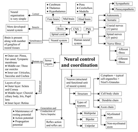 NCERT Solutions For Class 11 Biology Chapter 21 Neural Control And