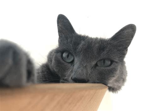 24 张 Bule Cat 免版税图片、库存照片和图像 Shutterstock