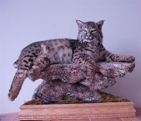 33 Mounts Ideas To Save Today Bobcat Mounts Taxidermy Mounts