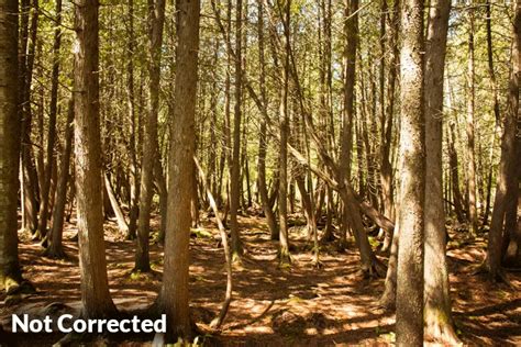 How Lens Distortion Works In Photography And How To Fix It