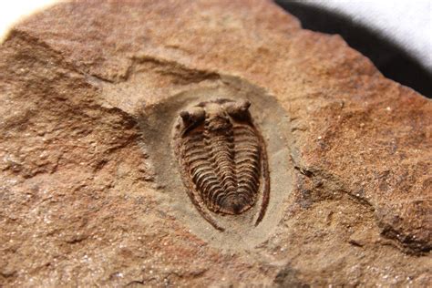 Euloma Trilobite Volcans Et Fossiles
