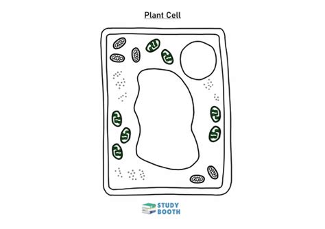 Plant Cell Black And White Without Label
