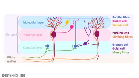 Cerebellum Anatomy Functions Pathways Geeky Medics
