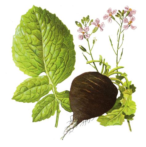 Conoscete Il Ratì Sapori Per Soli Uomini Di Testa E Di Gola