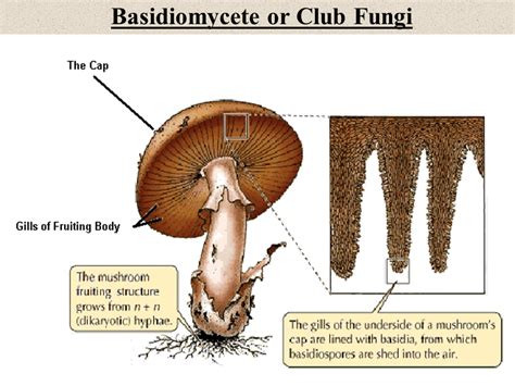 Ascomycota Cup Fungi Life Cycle